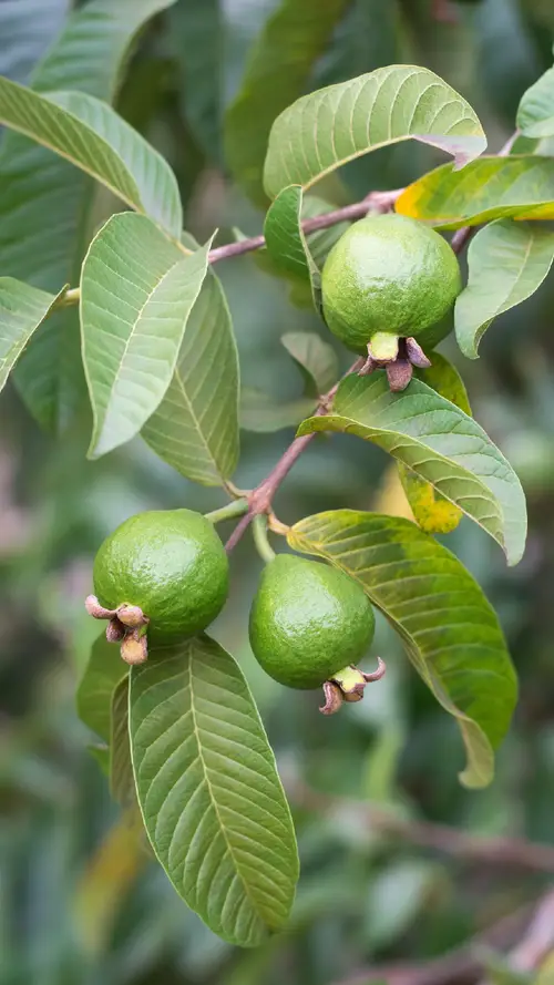 How to Plant and Grow Guava(Psidium guajava)