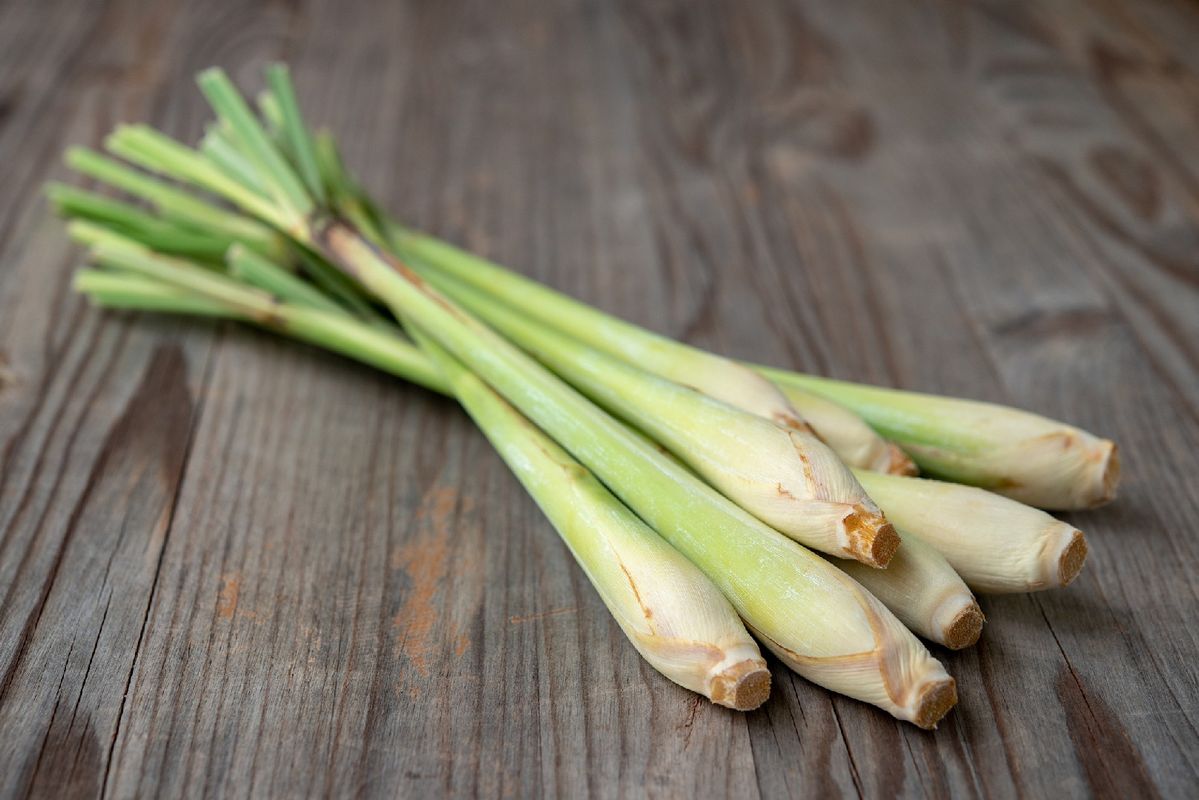 How to Overwinter Lemon grass Successfully