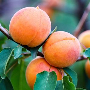 Apricot - Prunus armeniaca (Care, Characteristics, Flower, Images, Toxic)