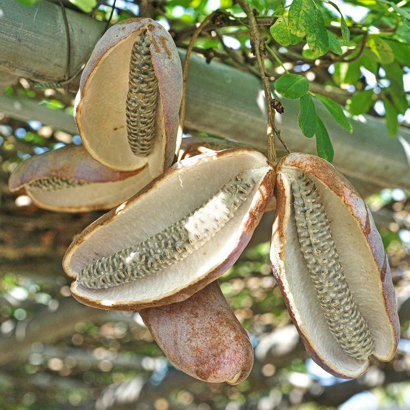 How to Solve Chocolate vine Problems?