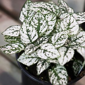 Splash Select White Polka dot plant (Hypoestes phyllostachya Splash ...