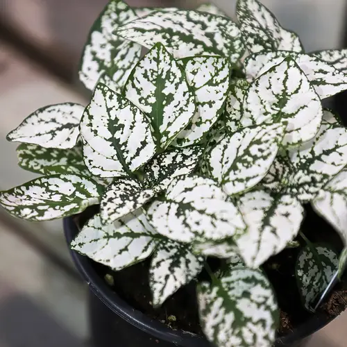 How to Plant and Grow Splash Select White Polka dot plant (Hypoestes ...