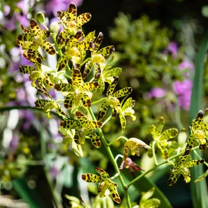 How to Prune Leopard orchid