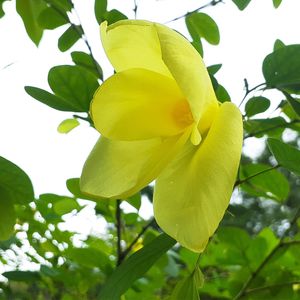 How to Grow and Care for St. Thomas' tree