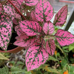 How to Grow and Care for Hippo Rose polka dot plant