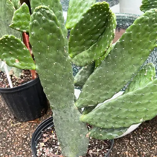 Consolea rubescens - PictureThis