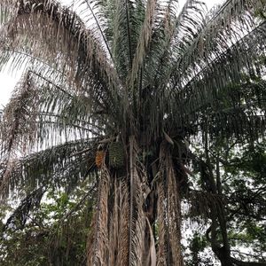 Cohune palm - Attalea cohune (Taxonomy, Characteristics, Distribution ...