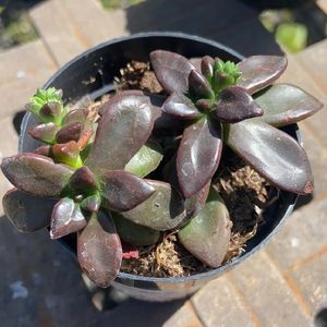 How to Grow and Care for Echeveria compressicaulis