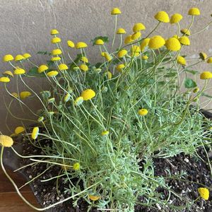 Cotula hispida - PictureThis