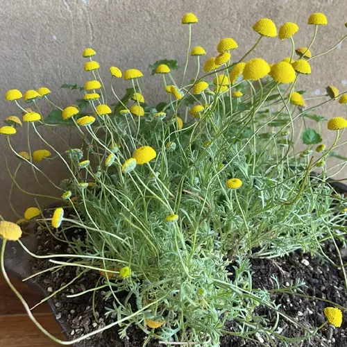 Cotula hispida - PictureThis