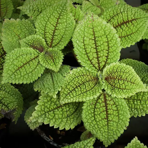 Pilea involucrata - PictureThis