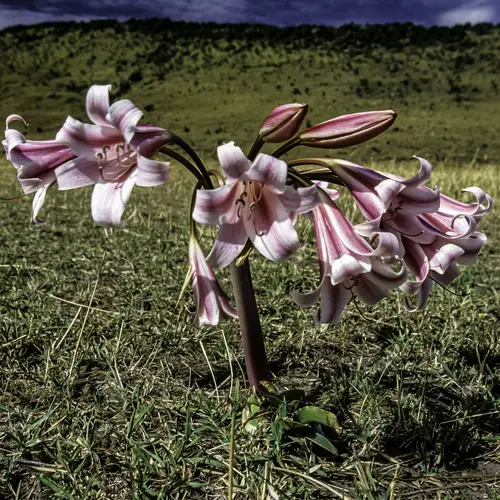 Crinum macowanii - PictureThis