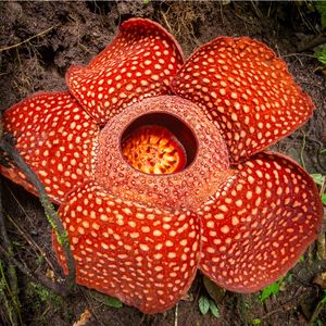 How to Grow and Care for Rafflesia flowers