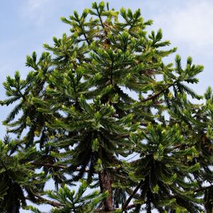 How to Grow and Care for Klinki pine
