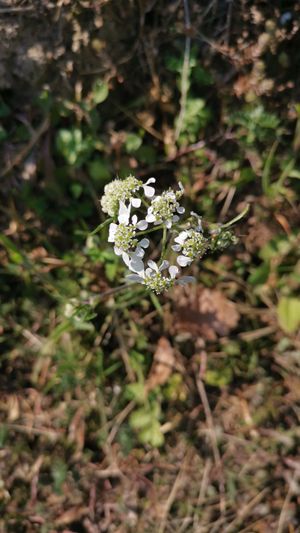 Southern shepherd's needle (Scandix australis) - PictureThis