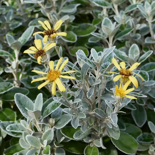 Senecio greyi (Brachyglottis greyi) - PictureThis