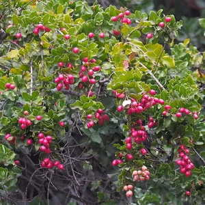 🍀 How to Grow and Care for Cryptocarya alba