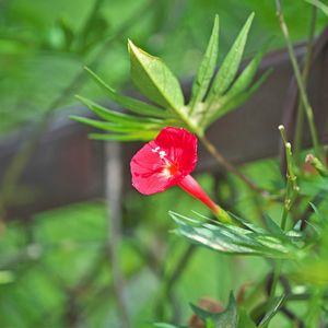 Cardinal climber (Ipomoea multifida) - PictureThis