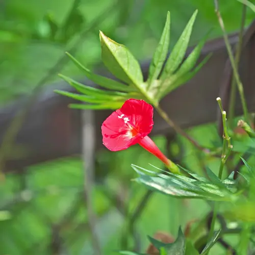 Ipomoea multifida - PictureThis
