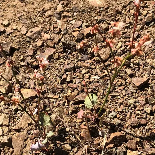 Slender woolly buckwheat (Eriogonum gracile) Flower, Leaf, Care, Uses ...