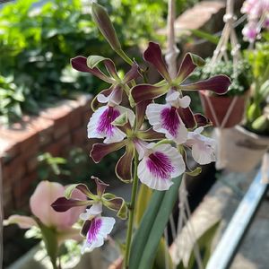 How to Grow and Care for Encyclia