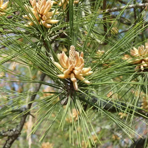 테다소나무 (Pinus taeda) - PictureThis