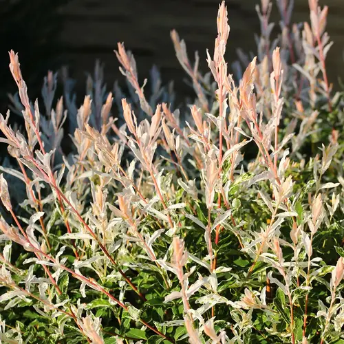 Salix integra - PictureThis