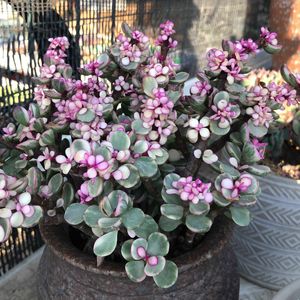 Rainbow elephant bush - Portulacaria afra 'Variegata' (Care ...