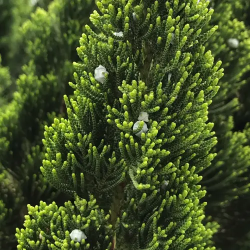 Cemara China (Juniperus chinensis) - PictureThis