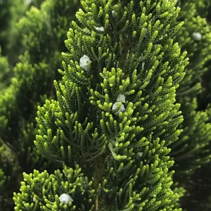 Where To Place Chinese juniper In Feng Shui? (Characteristics ...