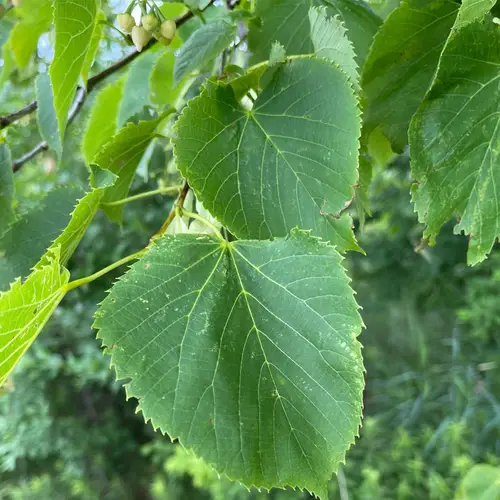 How to Plant and Grow American basswood(Tilia americana)