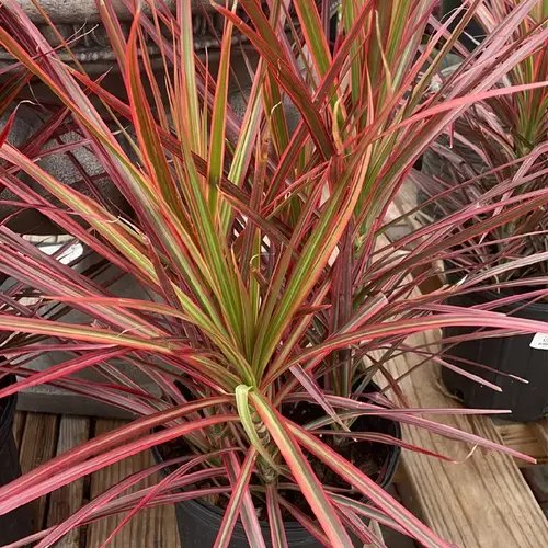 How to Plant and Grow Madagascar dragon tree(Dracaena marginata 'Tricolor')