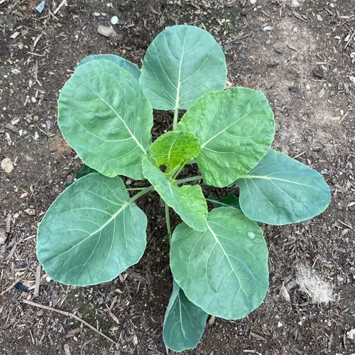 Col silvestre (Brassica oleracea) - PictureThis