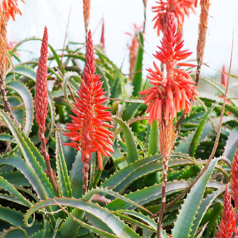 Exploring the Language and Meaning of the Candelabra Aloe Flower