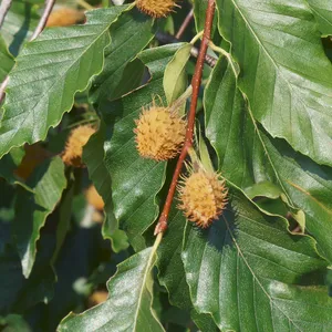 How to Prune American beech