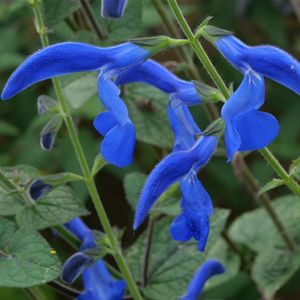 Flor del gallito - Salvia patens (Cuidado, Características, Flor, Imágenes)