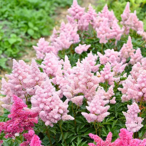 Astilbe hybrid - PictureThis