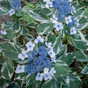 Hydrangea macrophylla 'Maculata' - PictureThis