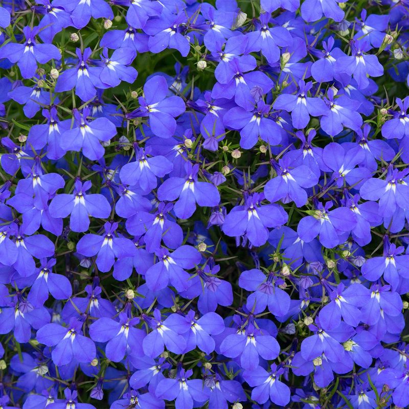 What Are Common Edging lobelia Problems?