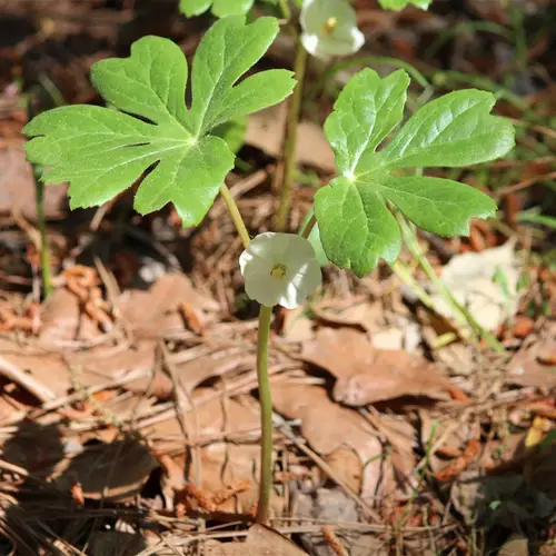 Podófilo (Podophyllum peltatum) - PictureThis