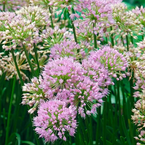 Allium hybrid - PictureThis
