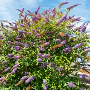 How to Propagate Buddleja hybrid