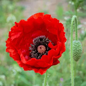 🌡️ What is the Optimal Temperature for Corn poppy? (Range, Effects, and ...