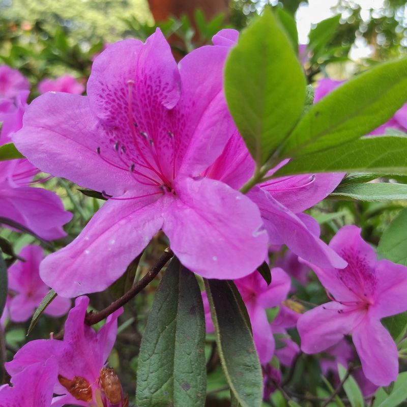 What Are the Common Problems with Pink azalea?