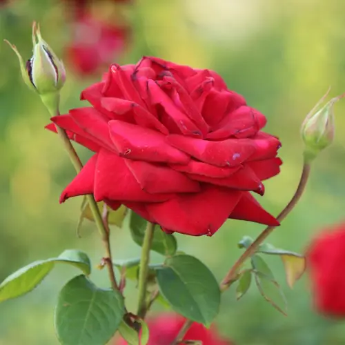 Rosa hybrid (Large-flowered) - PictureThis