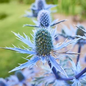 Cardo azul - Eryngium planum (Cuidado, Características, Flor, Imágenes)