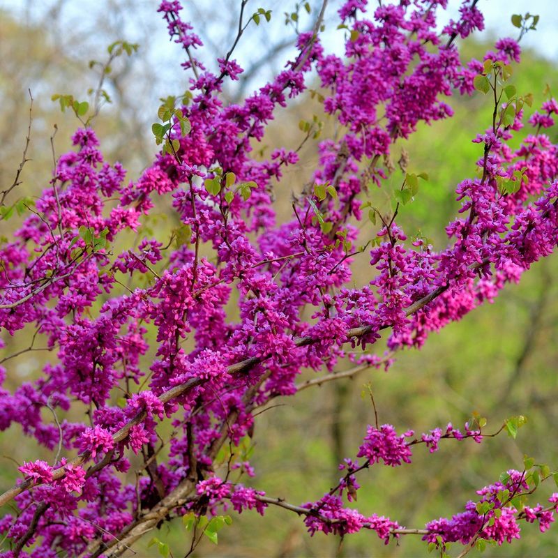 How Can Chinese redbud Enhance Your Landscape Design?