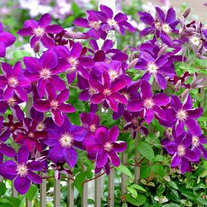 Cómo cultivar y cuidar una Clematis hybrid