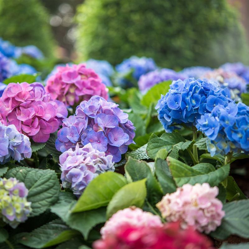 The Benefits of Hydrangea hybrid: A Versatile Plant for Your Garden and ...