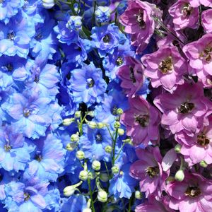 How to Grow and Care for Delphinium hybrid
